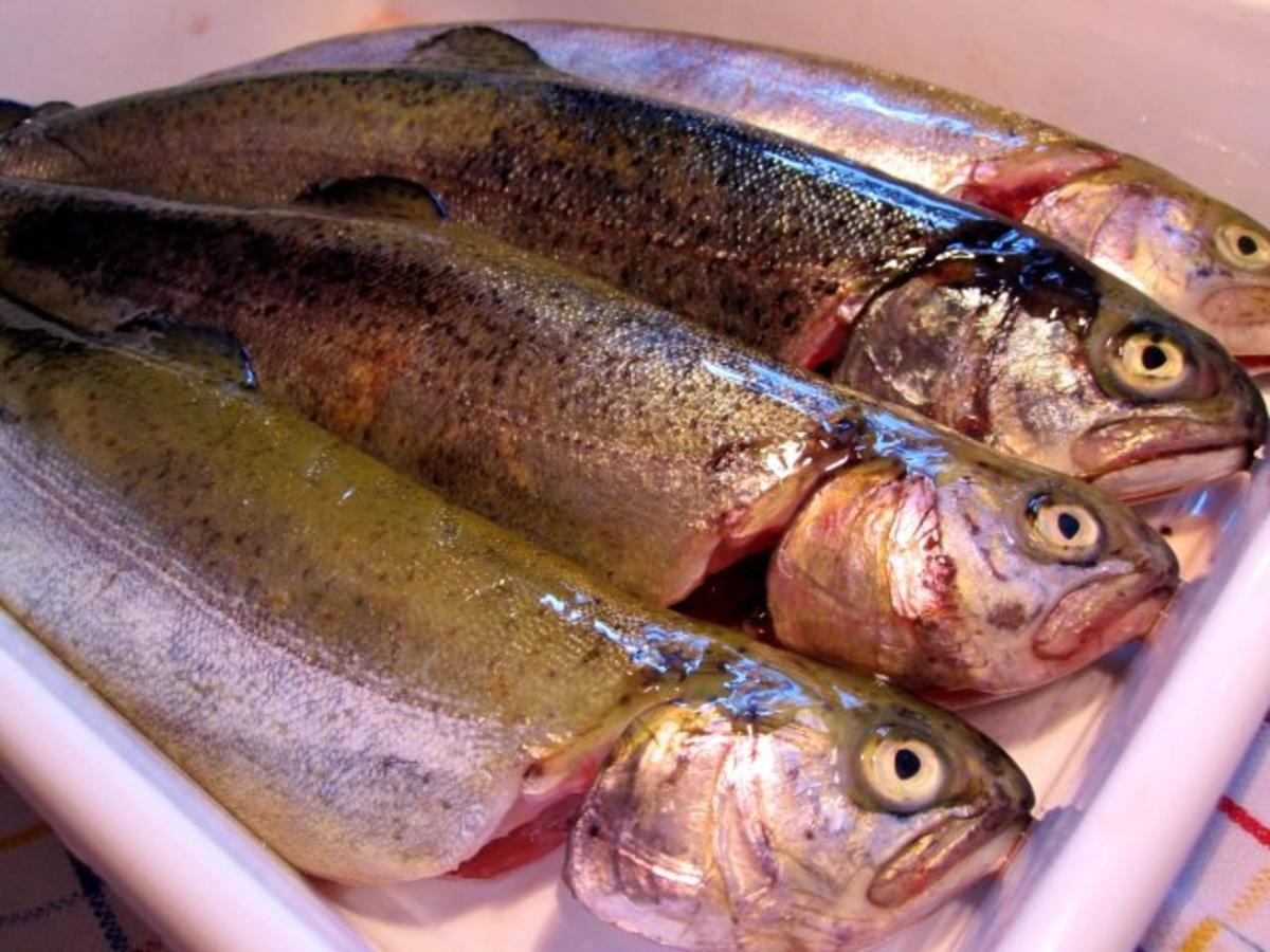 Gebackene Bachforellen - schnell & einfach - von mimi