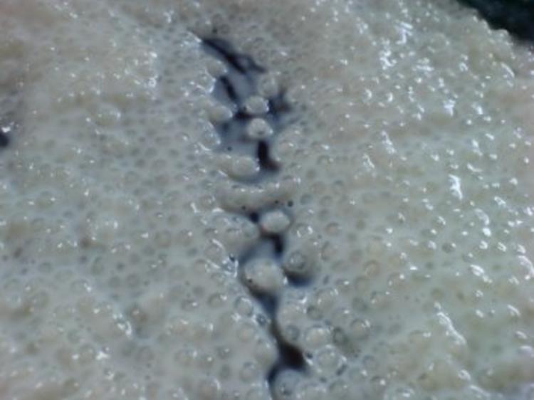 Froscheier Kindheitserinnerung - schnell & einfach - von loewe_bs