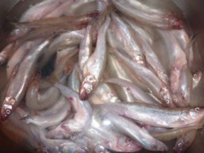 Fisch: Stint gebraten und eingelegt - einfach - von BK858