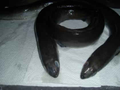 Aal satt, Resteverwertung - einfach - 13 kcal/100g