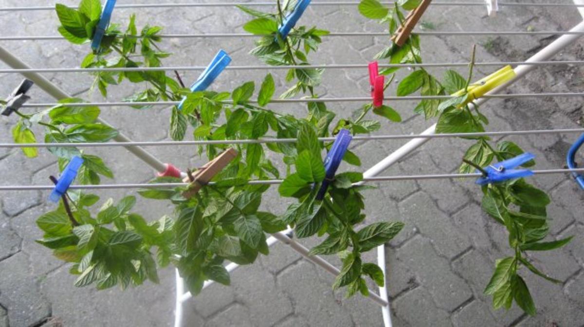 Minze-Tee - Rezept mit Bild - kochbar.de