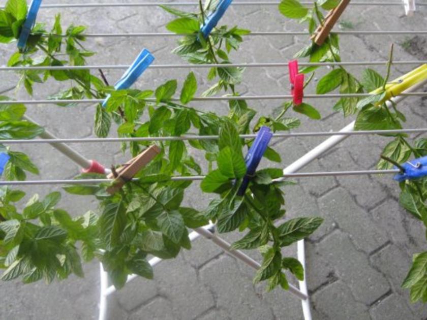 Minze Tee - schnell & einfach - von Test00