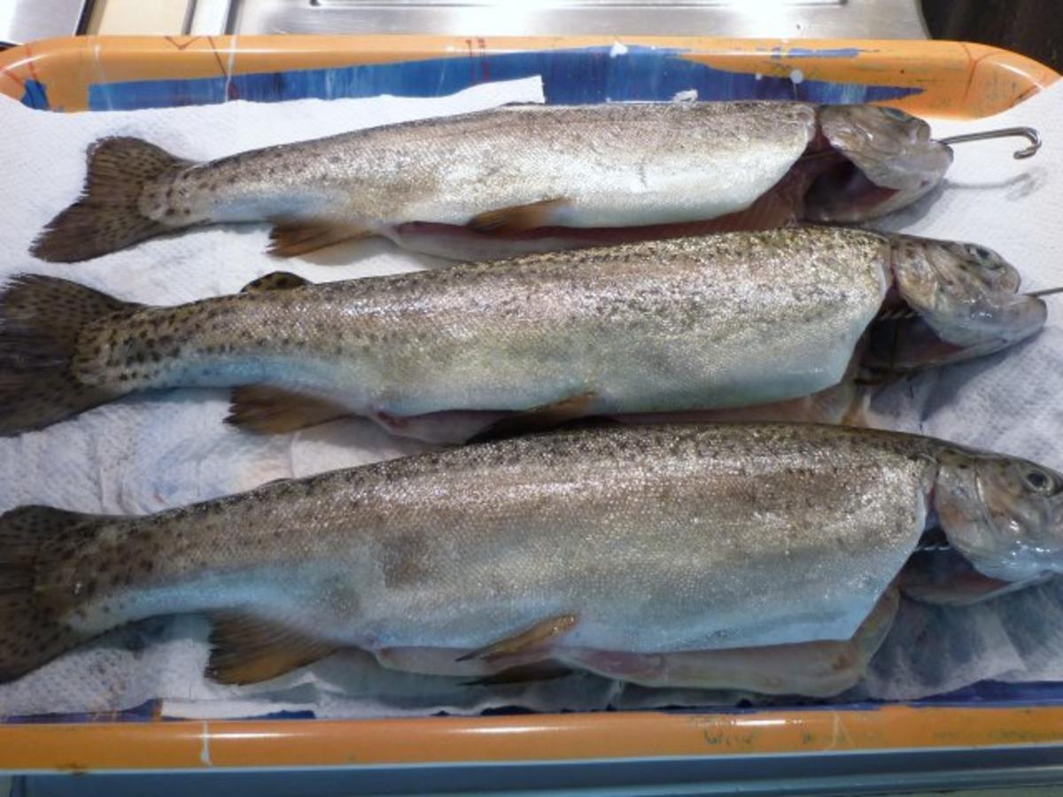 Forellen frisch geräuchert - einfach - von hoerbi