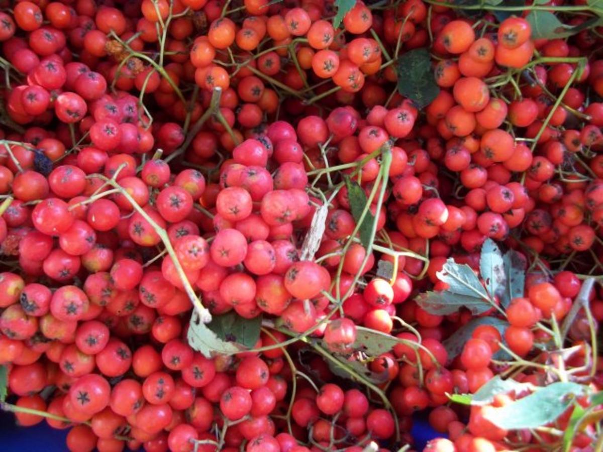 Vogelbeer Likör - einfach - von Hexenlady01