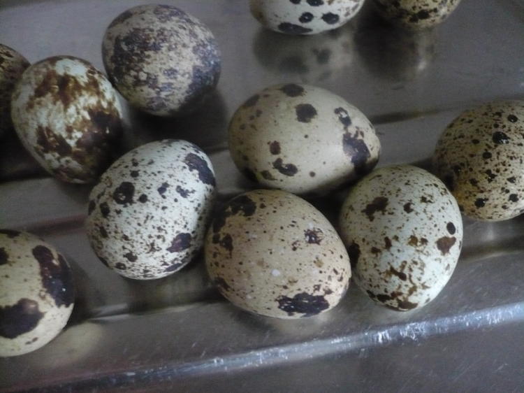 Wachtelei mit Tomatenmousse - von rollimops